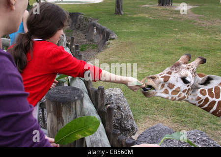 Visitors feed a giraffe at a petting zoo, Langata Giraffe Centre ...