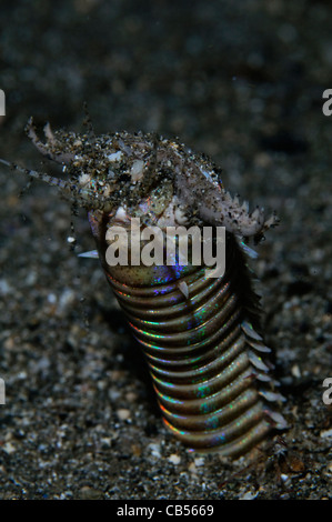Jaws of a Bobbit Worm, Eunice aphroditois, Anilao, Luzon, Guimaras ...