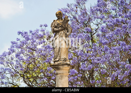 Blossoming jacaranda trees in Jerez, Andalucia, Spain Stock Photo - Alamy