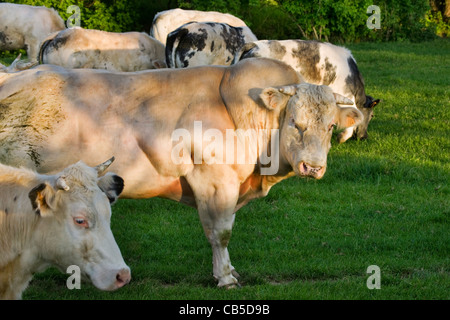 Muscular beefy white bull (Bos taurus) in herd in field, Belgium Stock ...