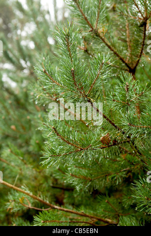 water drops on needles Stock Photo - Alamy