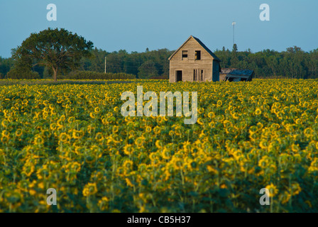 sunflower field, old house, Beausejour, Manitoba, Canada Stock Photo ...