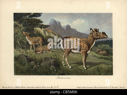 Protoceras, Oligocene Mammal Stock Photo - Alamy