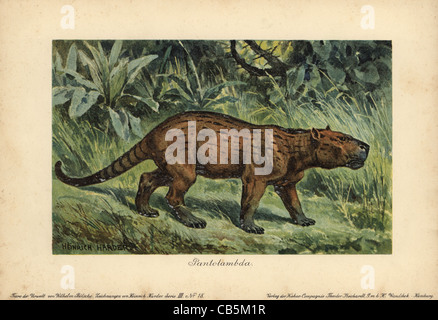 Pantolambda, an extinct genus of Paleocene pantodont mammal. Colour ...