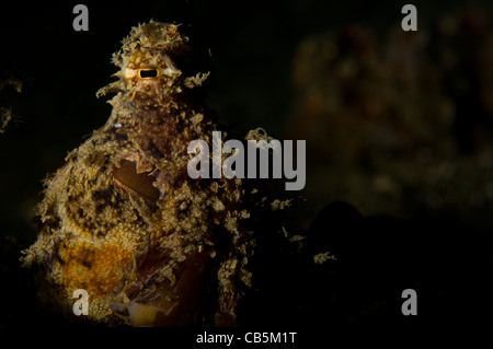 Algae Octopus [Abdopus aculeatus]. Lembeh Strait, North Sulawesi ...