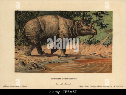 Uintatherium anceps, extinct herbivorous mammal of the Eocene. Beast of ...