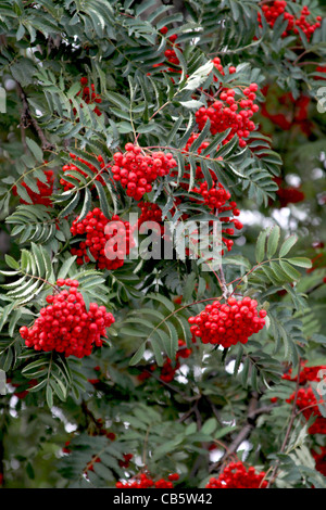 Branches of European Mountain Ash Rowan tree with ripe berries, Sorbus ...