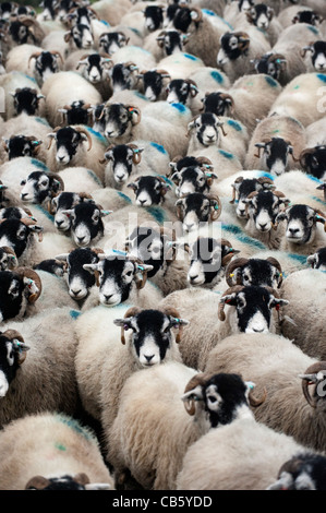 Flock of Swaledale sheep on the move Stock Photo - Alamy
