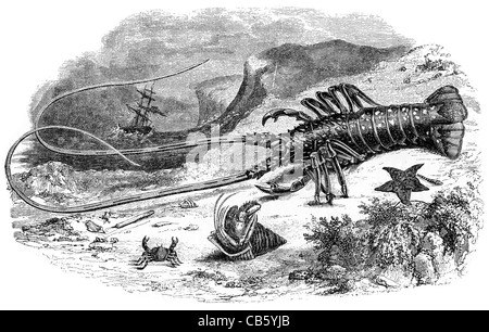 European or common lobster, Homarus gammarus (Blue lobster, Homarus ...