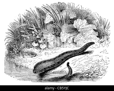 Leeches, vintage engraving. Old engraved illustration of two Leeches ...