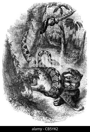 Tiger Hunt, c. 1800 Stock Photo - Alamy