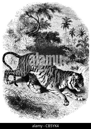Tiger Hunt, c. 1800 Stock Photo - Alamy