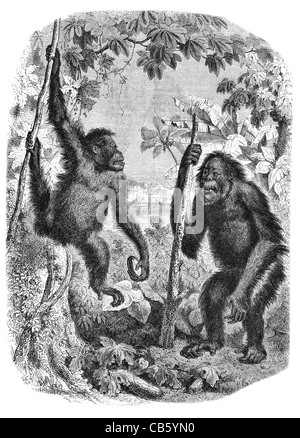 Chimpanzee chimp ape Bonobo Chimpanzees Pan troglodytes paniscus wild ...