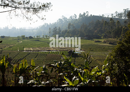 Landscape of a strawberry farming area on the island of Java in ...