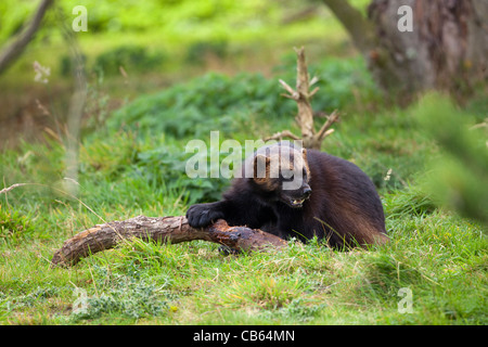 Mustelid, Mustelidae weasel family family of carnivorous mammals Stock ...