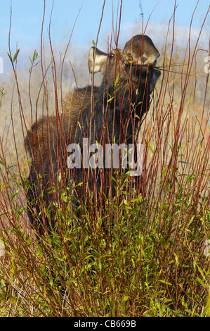 Cow moose browsing on willows. Cow moose browsing on willows Stock ...