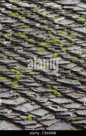 Slate with Lichens Stock Photo - Alamy