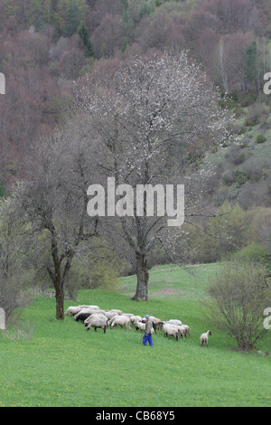 Shepherd with his sheep, early spring, Rodopi Mountain, Bulgaria Stock ...