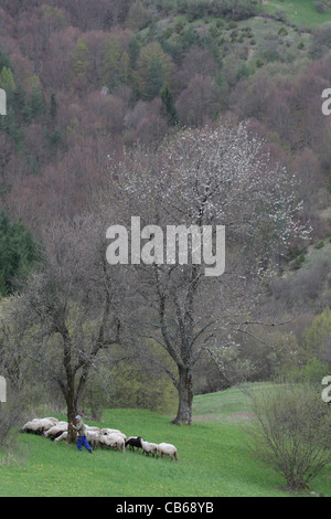 Shepherd with his sheep, early spring, Rodopi Mountain, Bulgaria Stock ...