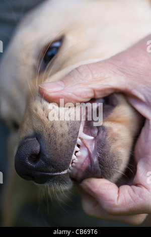 Labrador Puppy, with lips parted to reveal milk or puppy first teeth ...