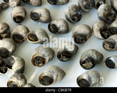 Cooked Winkle or Periwinkle Stock Photo - Alamy