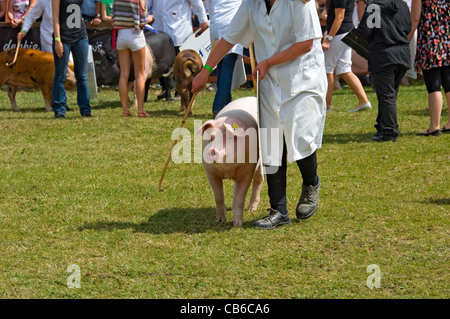 Judging Pigs at the Great Yorkshire Show, Harrogate, North Yorkshire ...