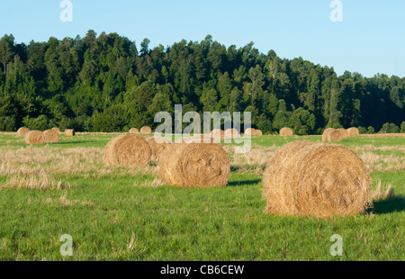 grass bundles on the field in afternoon Stock Photo - Alamy