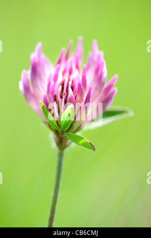 A beautiful flower of pink clover (Trifolium pratense) growing amongst ...