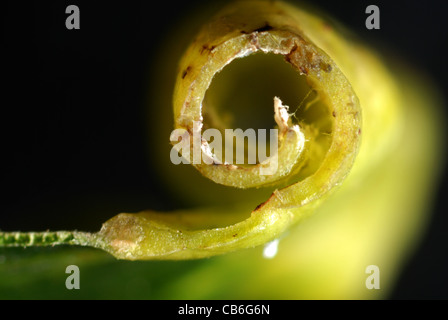 Bay sucker (Trioza alacris) blisters on bay laurel leaves Stock Photo ...