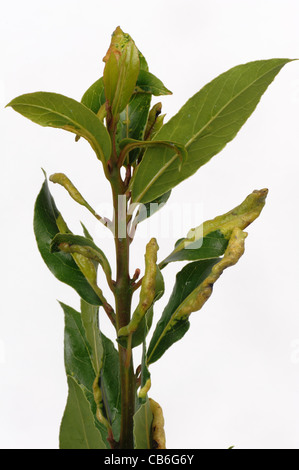 Bay sucker (Trioza alacris) blisters on bay laurel leaves Stock Photo ...