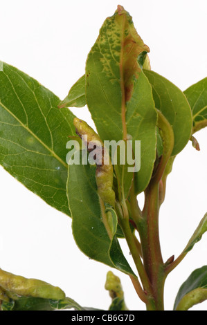 Bay sucker (Trioza alacris) blisters on bay laurel leaves Stock Photo ...