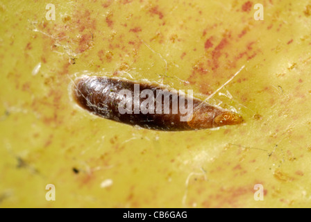 Mussel scale (Lepidosaphes ulmi) on Bramley apple fruit Stock Photo - Alamy