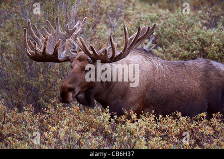 Moose (Alces americanus) in Denali National Park, Alaska Stock Photo ...