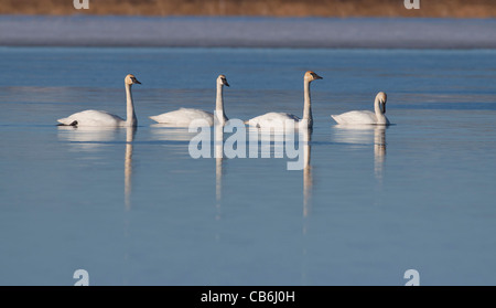 Trumpeter Swans, Alberta, Canada Stock Photo - Alamy