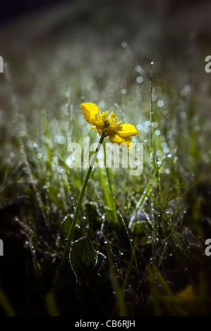 Yellow buttercup flower in morning dew with drop of water Stock Photo ...