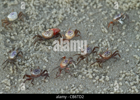 Mud Fiddler Crabs Uca pugnax Stock Photo - Alamy