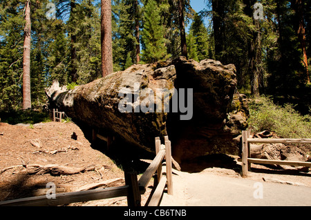 The Fallen Monarch. A giant fallen Sequoia tree (Sequoiadendron ...