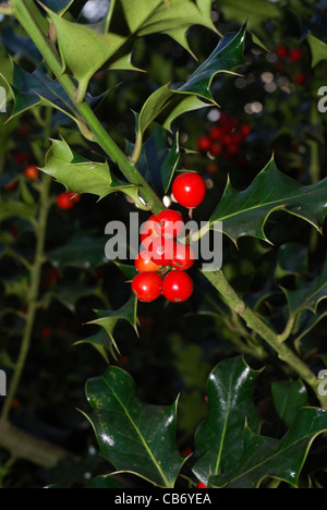 English Holly tree. Close up with red berries. Ilex aquifolium Stock ...