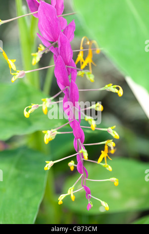 Dancing Ladies ginger (Globba winitii) - unique yellow and purple ...