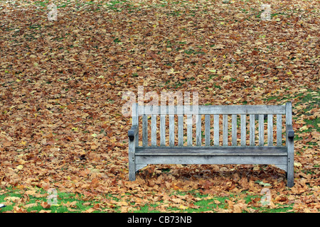 part of an empty wooden bench amongst fallen leaves in a park on a dull ...