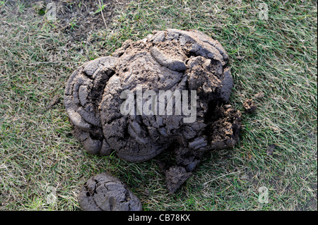 cow pat england uk Stock Photo - Alamy