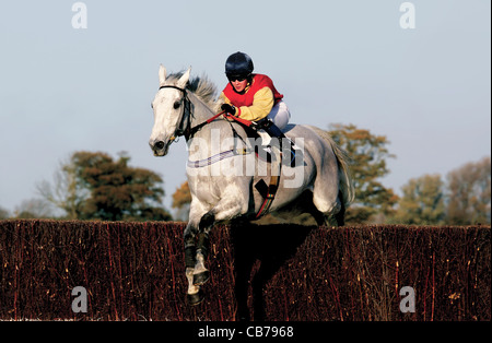 Rider pictured during point-to-point horse racing event over jumps ...