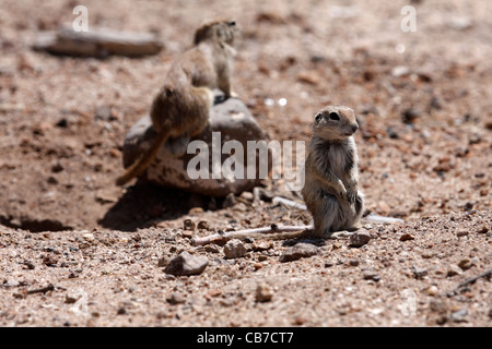 Close up of two ground squirrels, one sniffs the other, Namibia, Africa ...