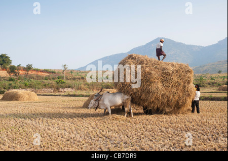 Indian farmers collecting rice straw on a bullock cart after the ...