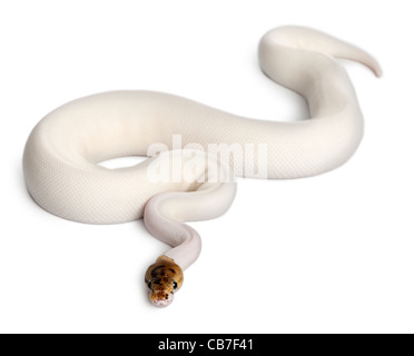 Female pied spider Royal python, Python regius, in front of white ...