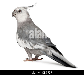 Side view of a Cockatiel, isolated on white Stock Photo - Alamy