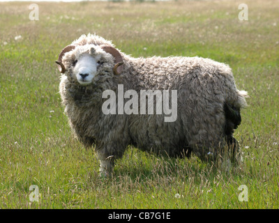 Very woolly sheep! Stock Photo - Alamy