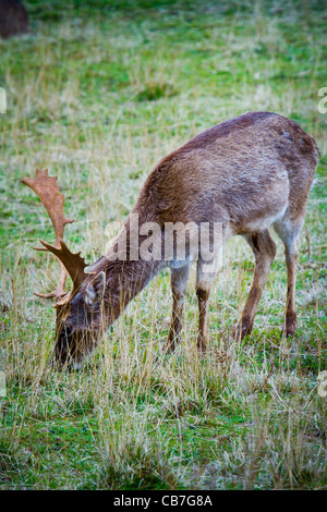 European Fallow Deer are herbivores and mammals. They are the most ...