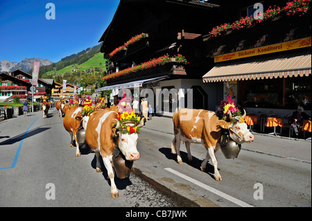 Cow walking down street town of Garmisch-Partenkirchen Bavaria Germany ...