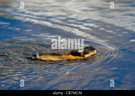 Norway lemming (Lemmus lemmus) swimming across river, Lapland, Sweden ...